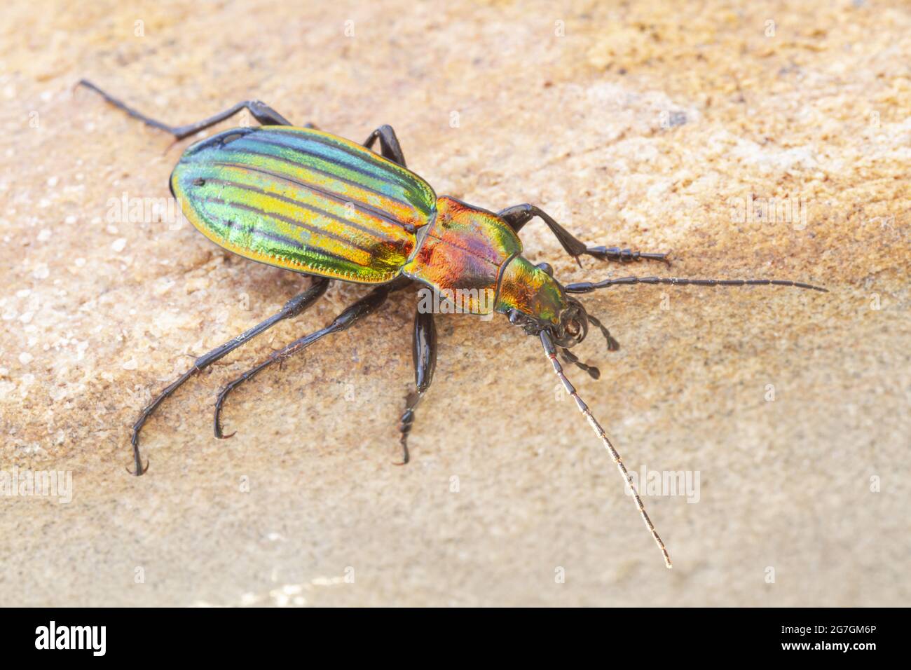 Macro shot of golden ground beetle Carabus auratus with iridescent colors and long antennae ...