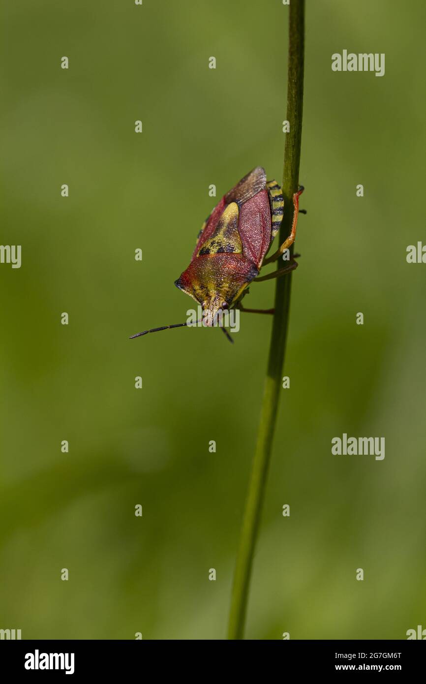 Shield bug at their natural habitat hi-res stock photography and images ...