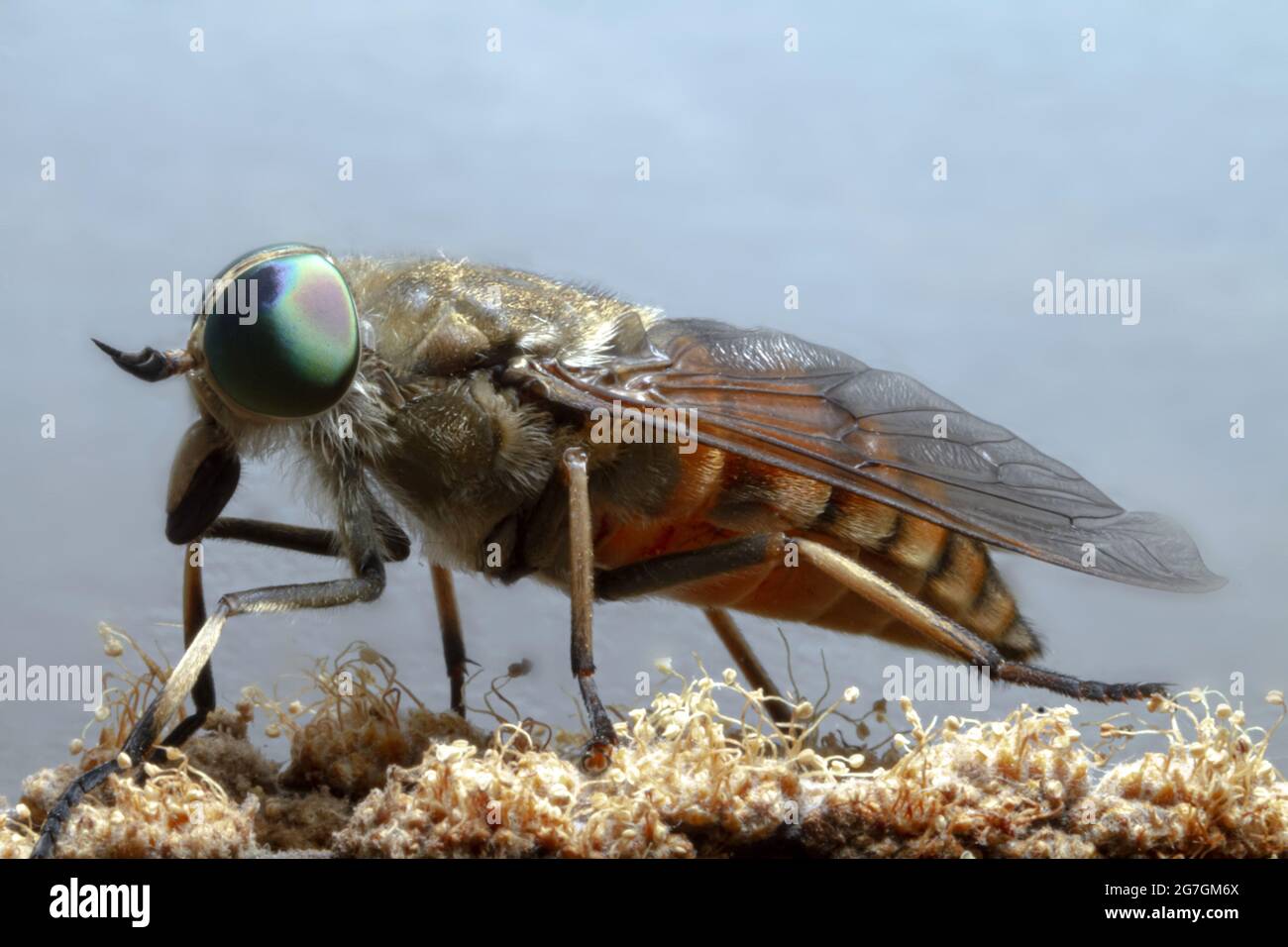 Macro shot of dark giant horsefly Tabanus sudeticus insect with green ...