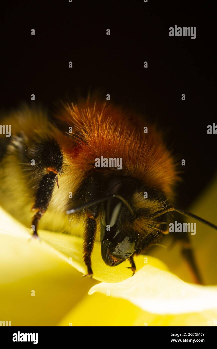 Closeup of common carder bee Bombus pascuorum polinating wild yellow ...
