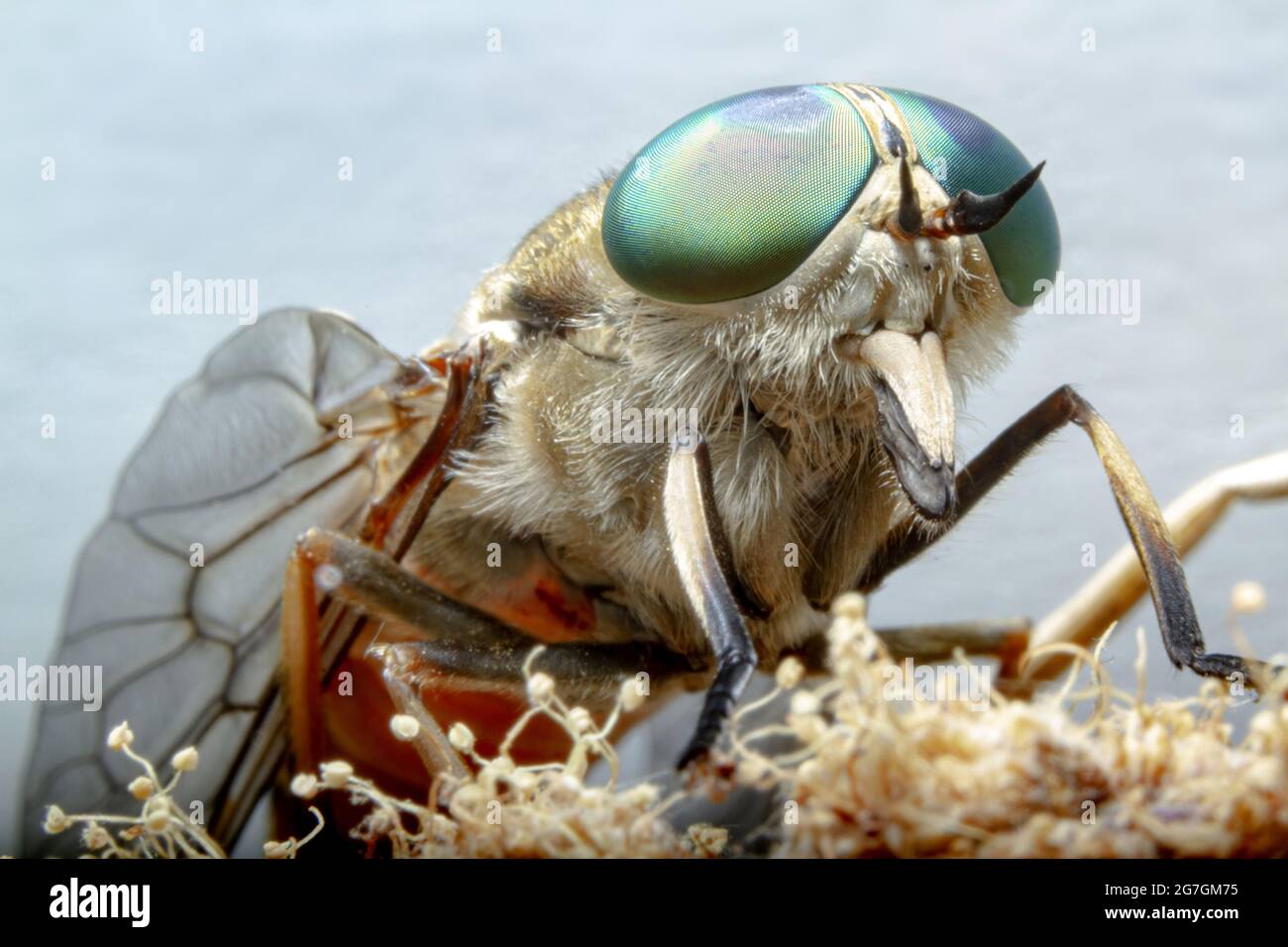 Macro shot of dark giant horsefly Tabanus sudeticus insect with green ...