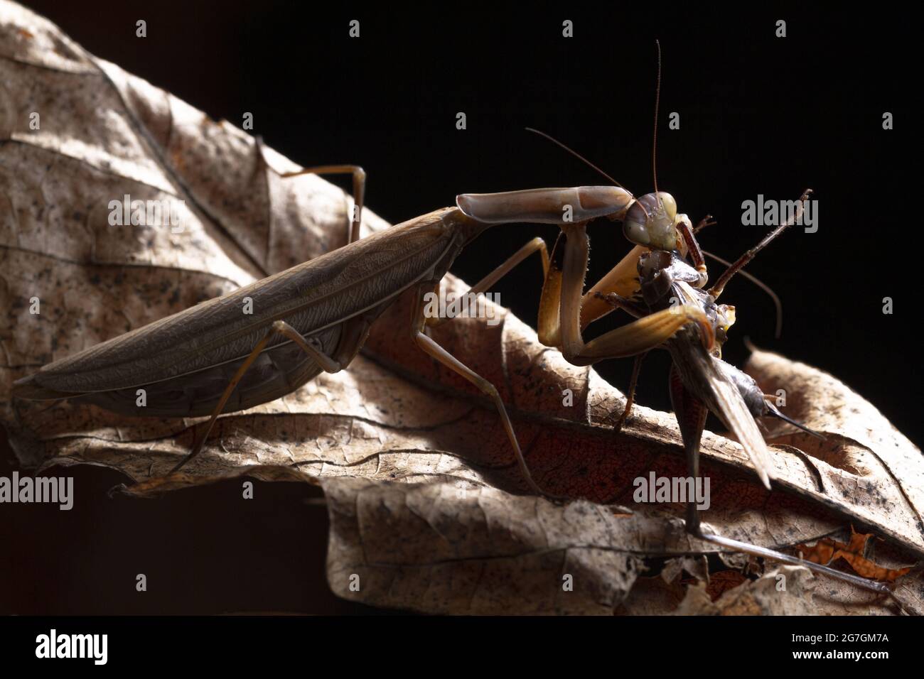 Macro shot of wild Praying mantis insect camouflaged with dry leaves ...