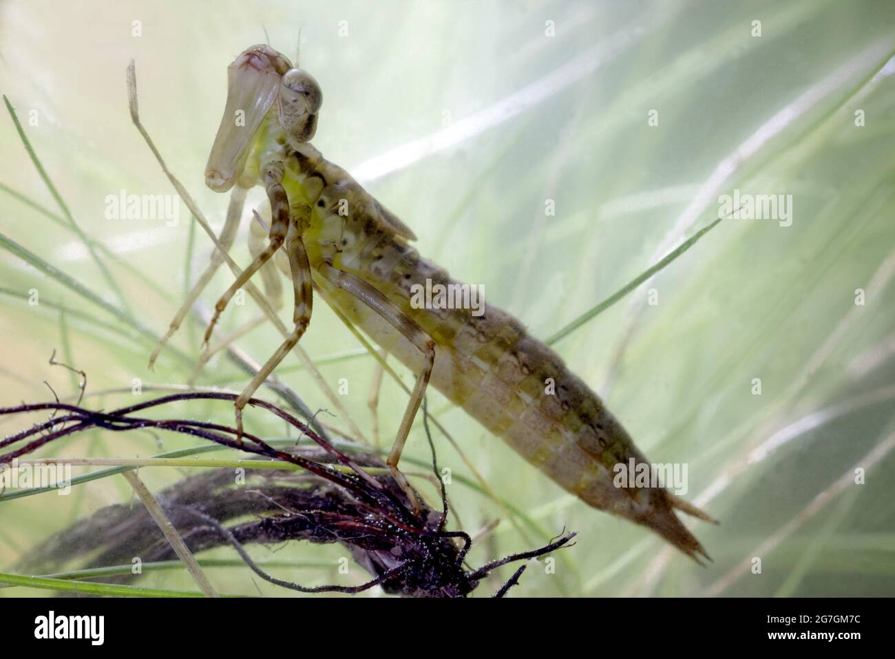 Dragonfly nymph underwater hi-res stock photography and images - Alamy