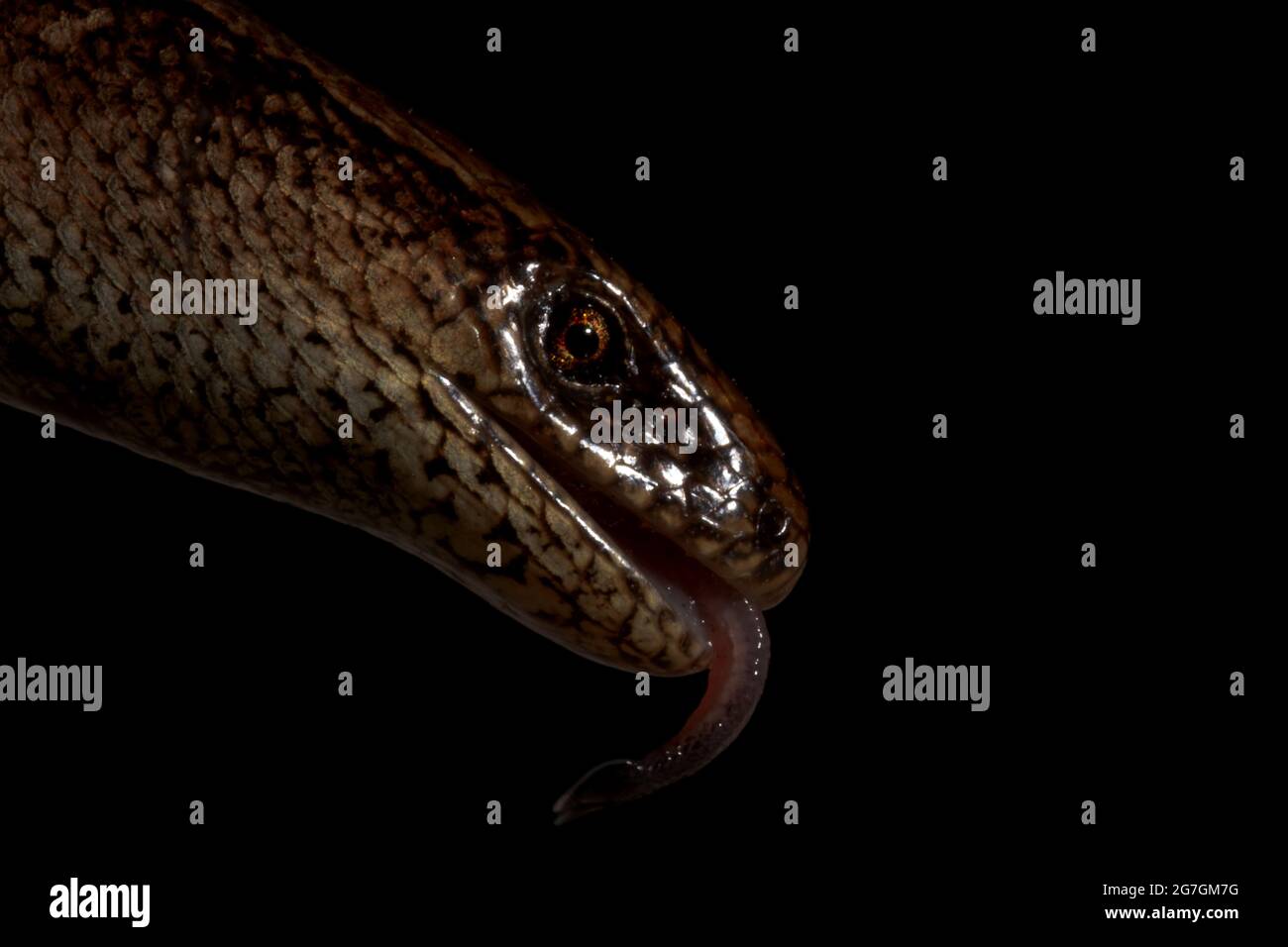 Macro shot of head of slow worm Anguis fragilis legless lizard also ...