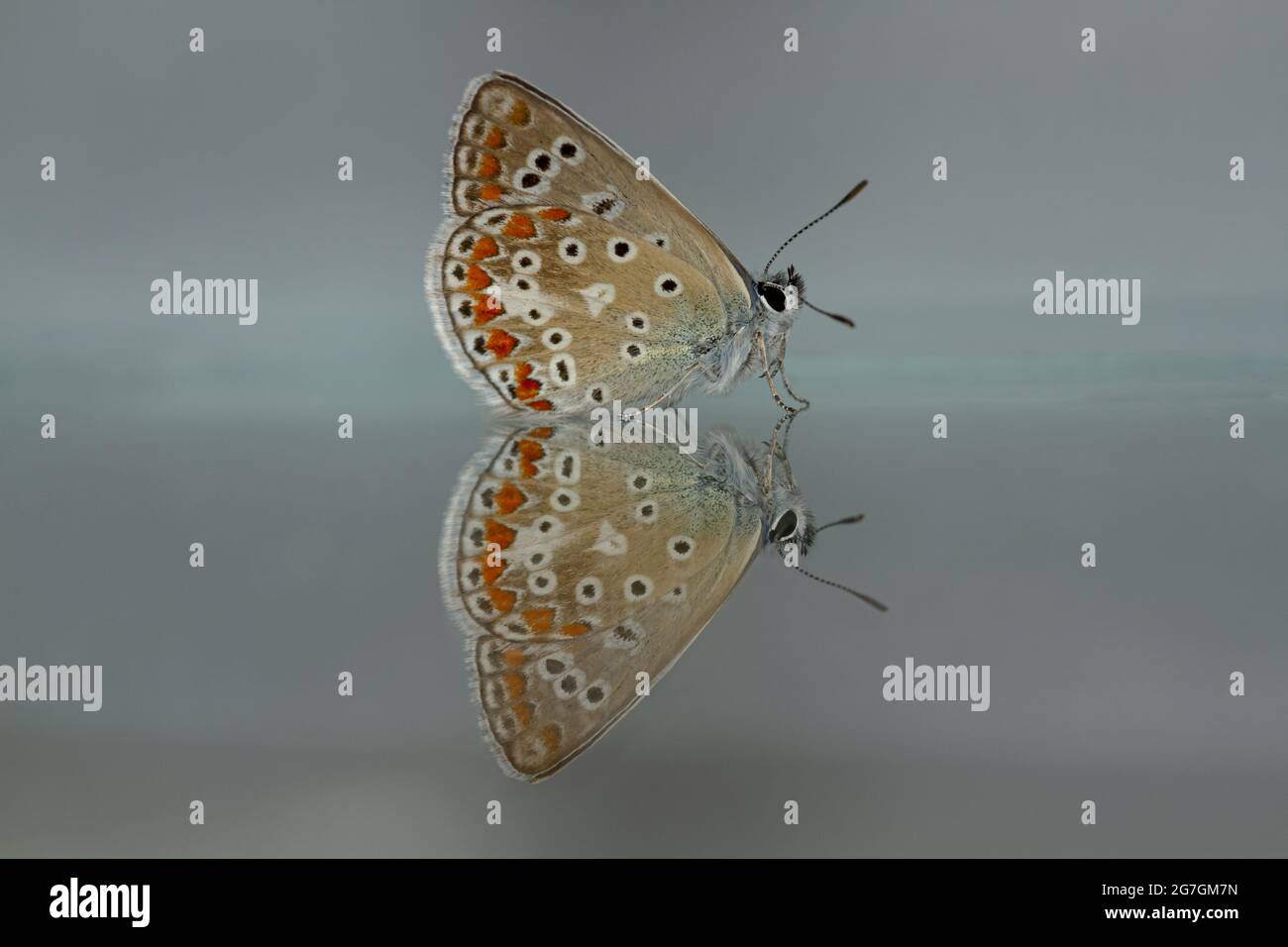 Aricia montensis hi-res stock photography and images - Alamy