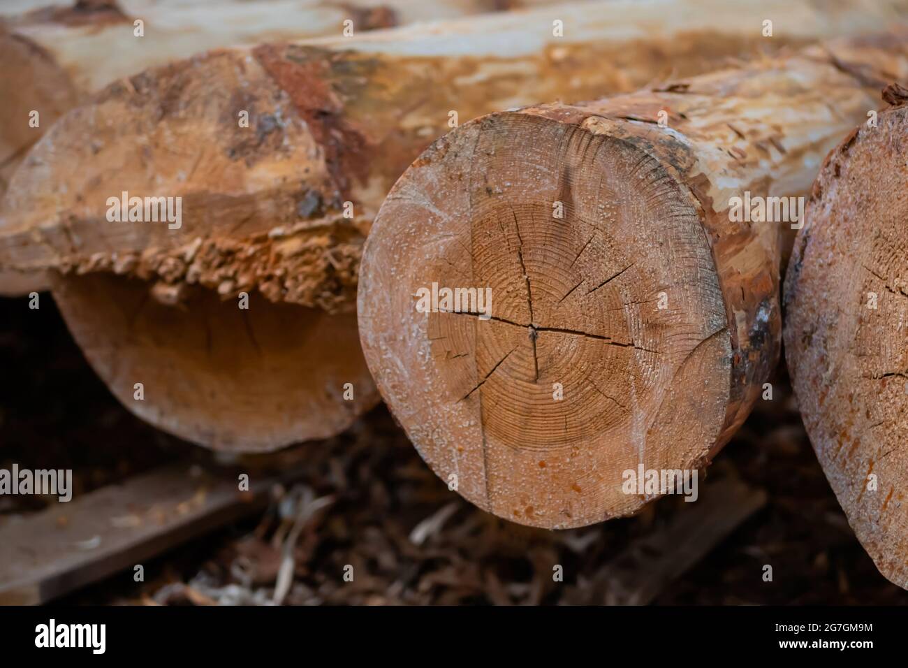 Wooden sawn logs on ground Stock Photo - Alamy