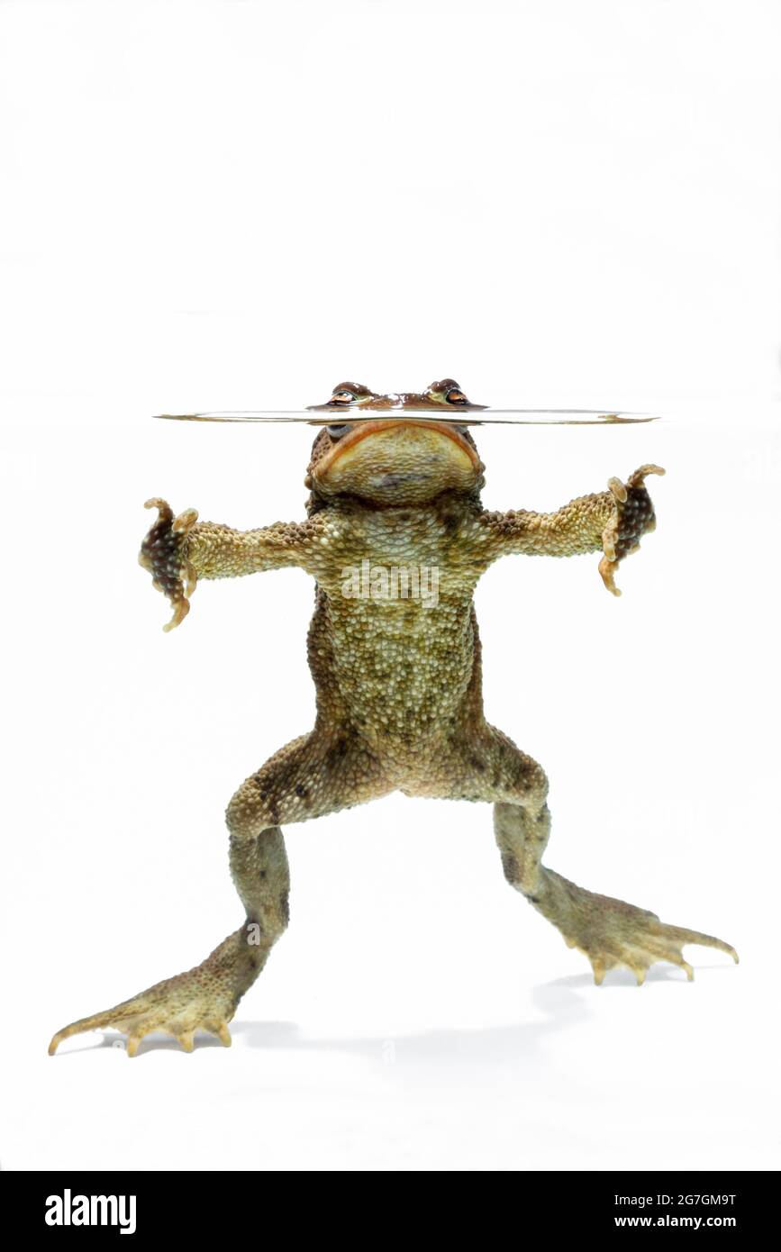 Closeup of common toad Bufo bufo with small stick in mouth jumping ...