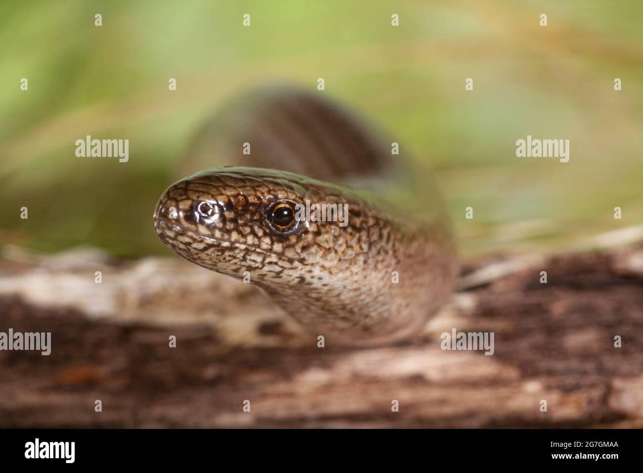 Closeup of head of slow worm Anguis fragilis legless lizard also called ...