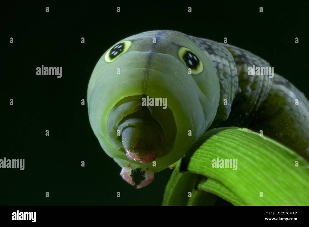Macro shot of head of green caterpillar of Hippotion celerio known as ...