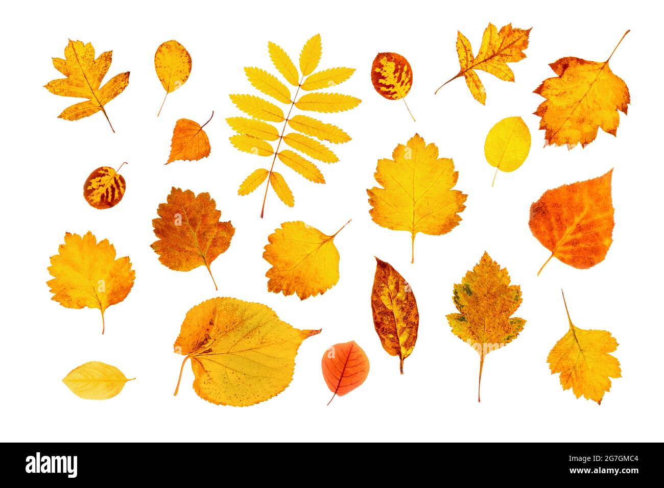 Set of natural autumn leaves isolated on white background. Top view ...