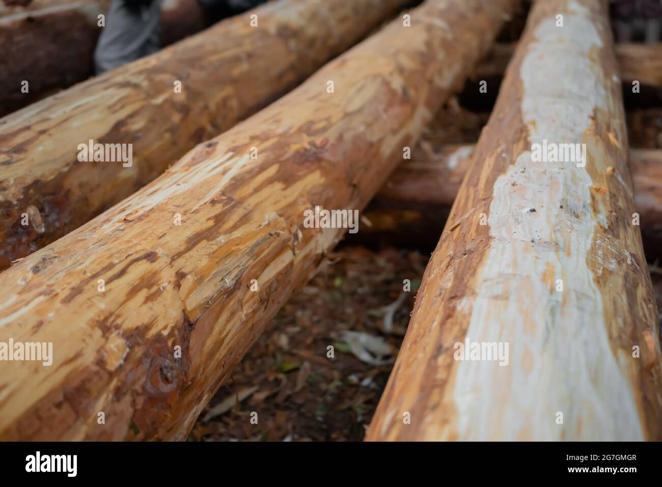 Wooden sawn logs on ground Stock Photo - Alamy