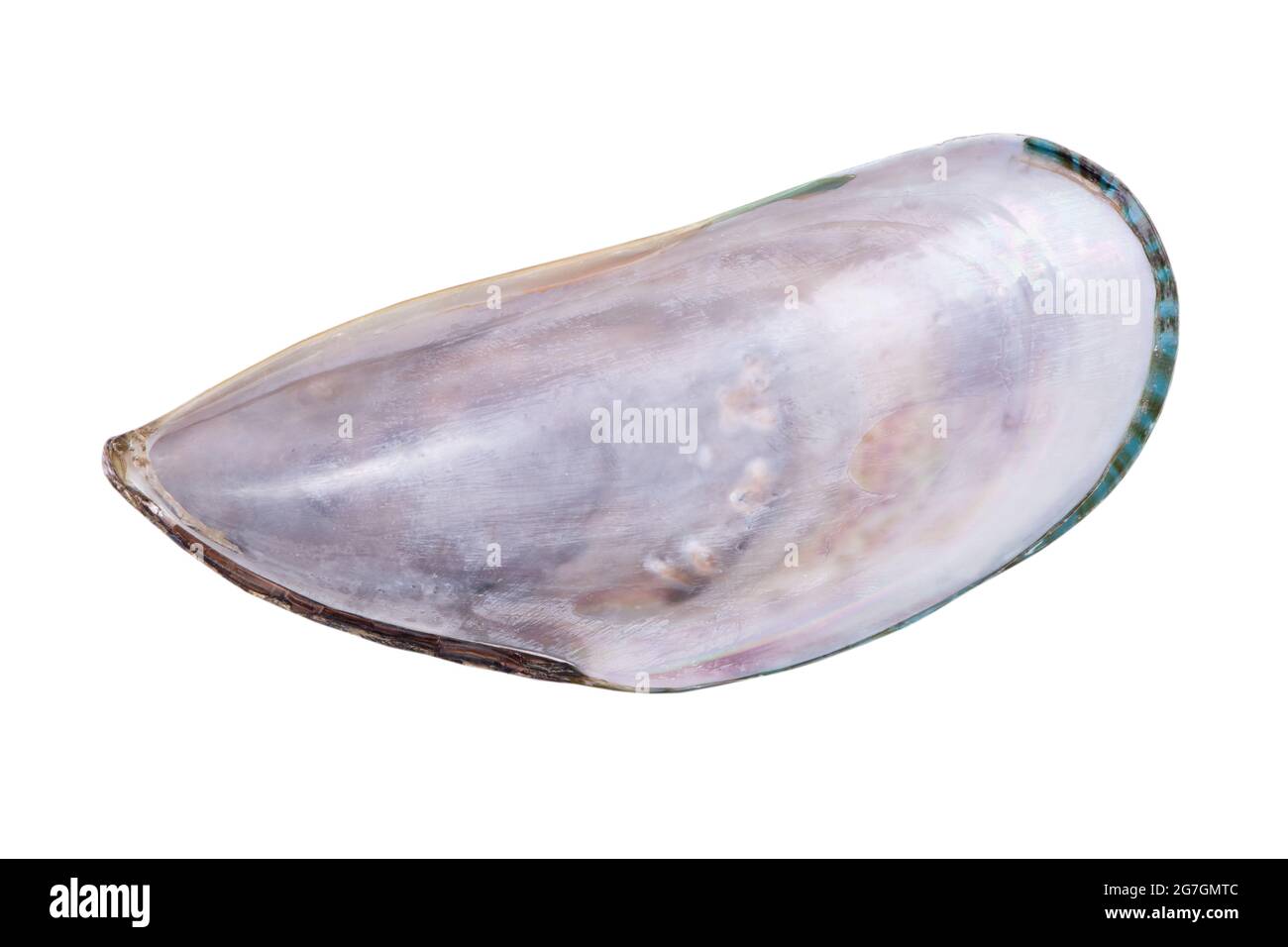 Inner side of empty opened mussel shell isolated over white background ...