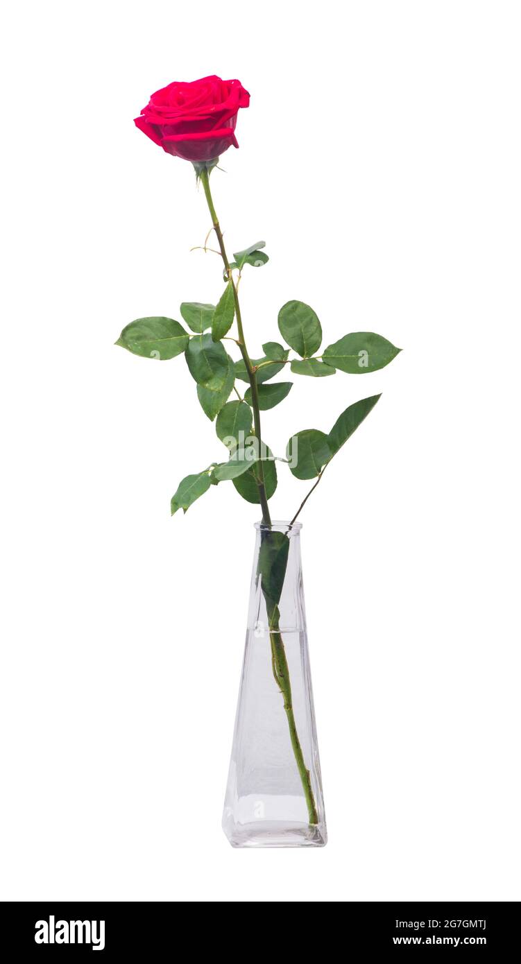 One long red rose in a transparent vase isolated over white background ...