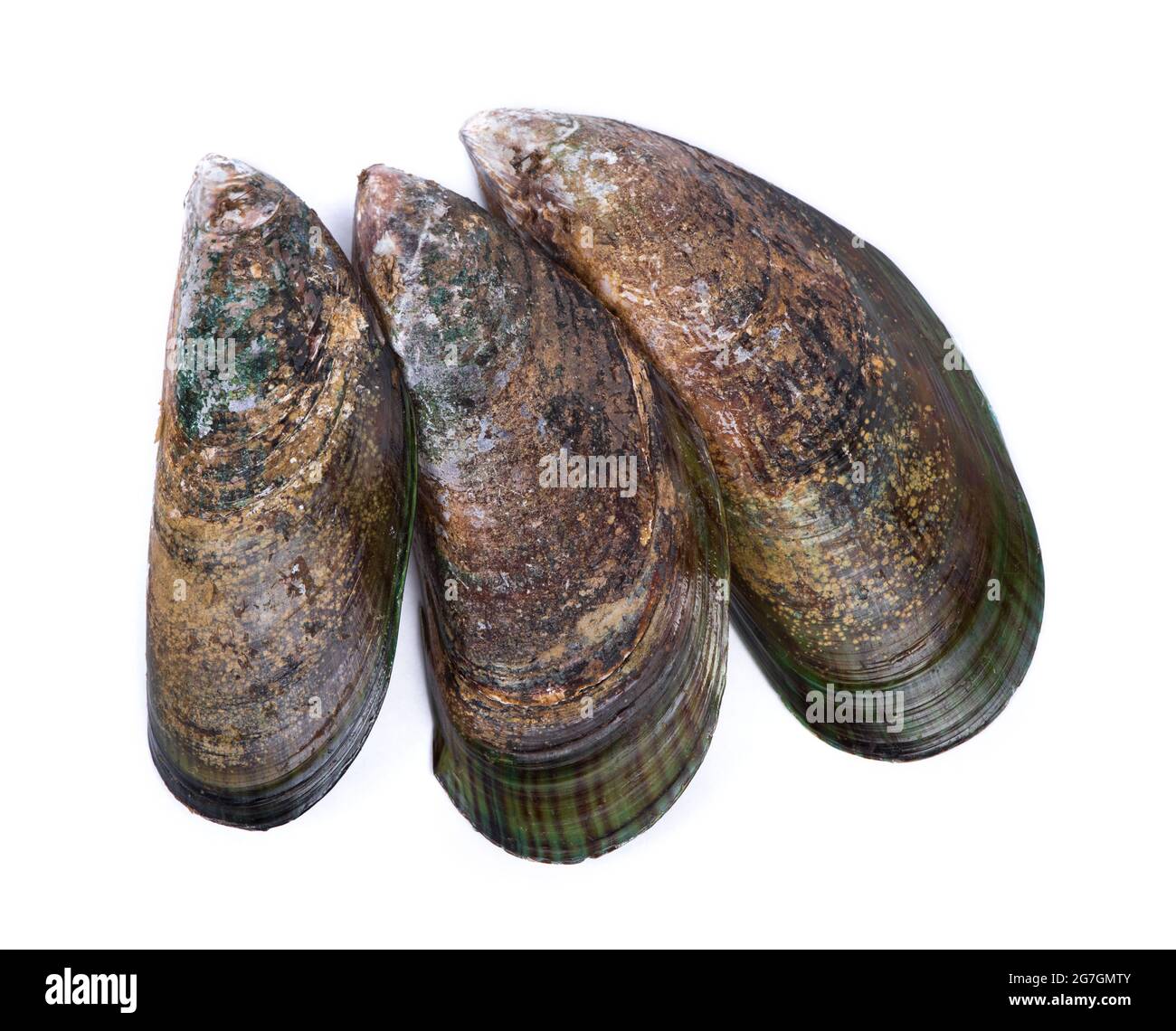 Group of empty opened mussel shells isolated over white background ...