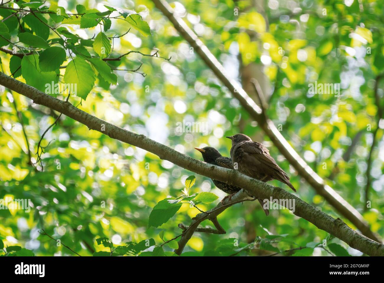 Two birds sitting on a branch of tree at park Stock Photo - Alamy