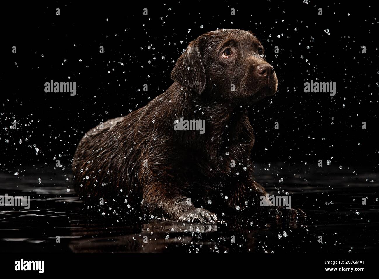 Portrait of chocolate color big Labrador dog in water splashes and ...