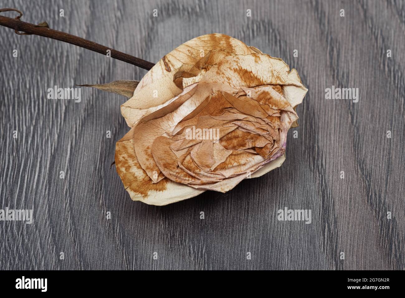 Dried rose, single dead flower Stock Photo - Alamy