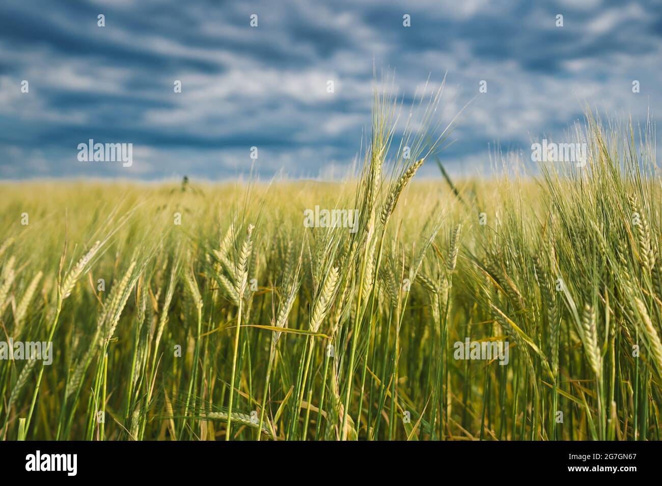 Cornfield moves in the wind. Concept for agriculture and farmers Stock ...