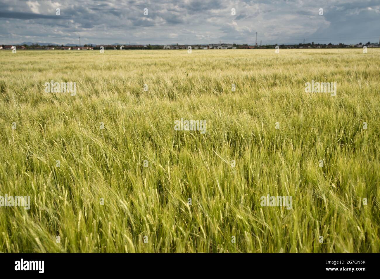 Cornfield moves in the wind. Concept for agriculture and farmers Stock ...
