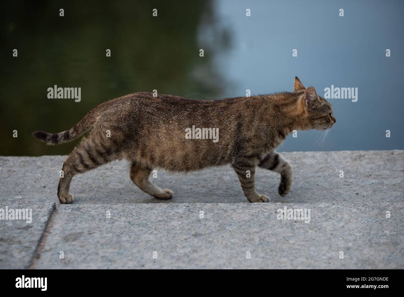 Cat walking outdoors, side view of pet Stock Photo - Alamy