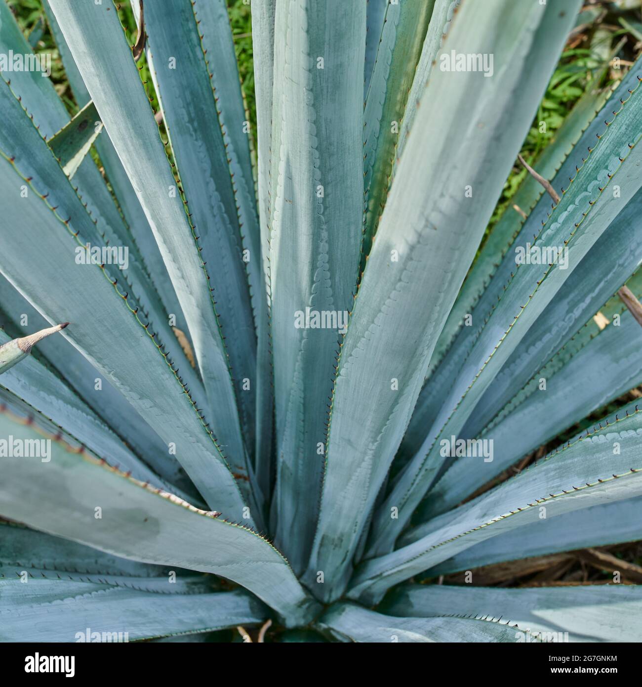 Agave Tequilana Weber High Resolution Stock Photography and Images - Alamy