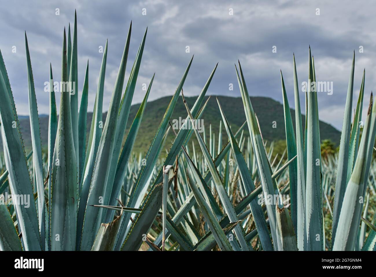 Blue agave plantation in the field to make tequila Stock Photo - Alamy