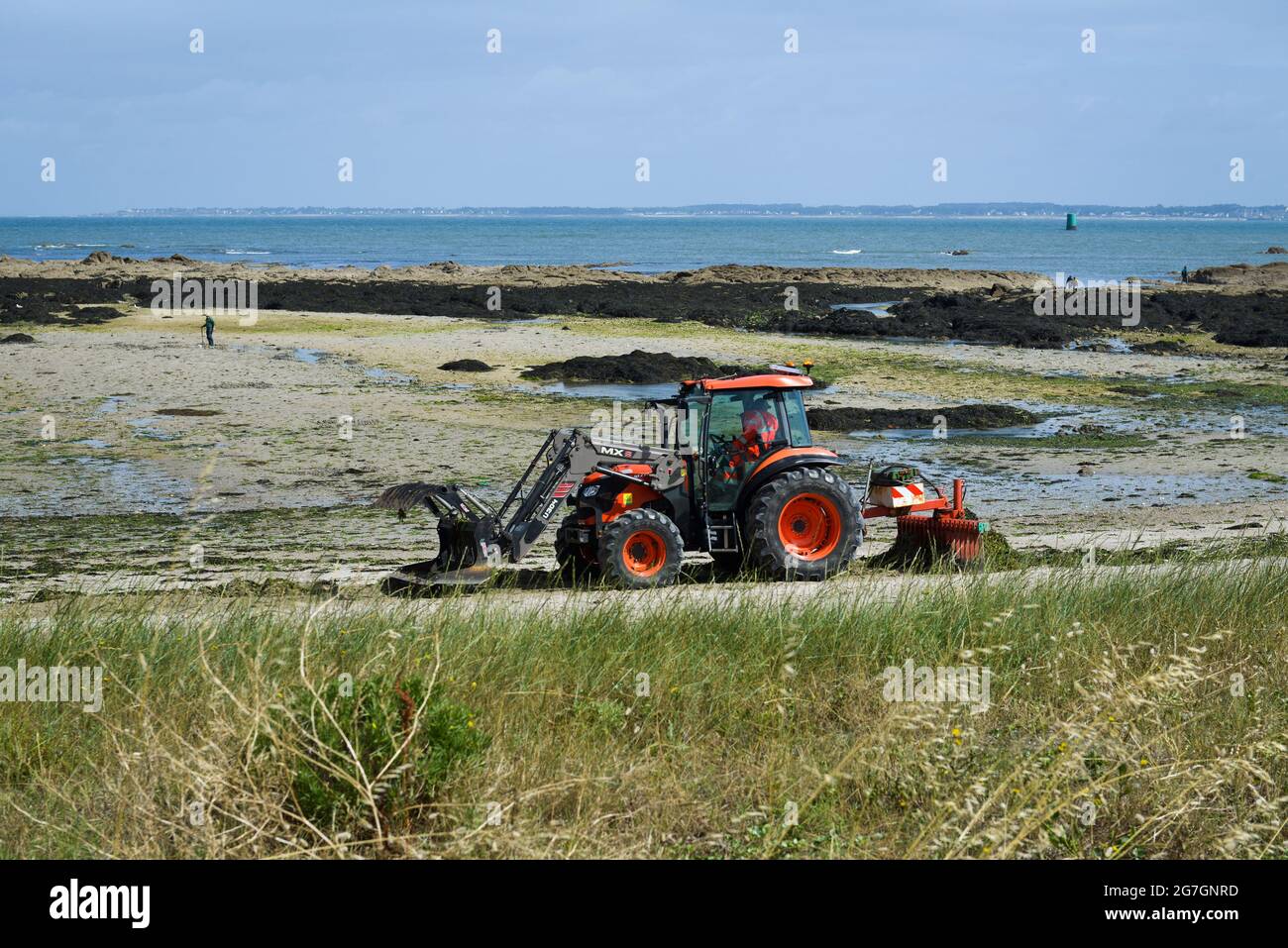 Tractor cleaning a beach from green seaweed Stock Photo - Alamy