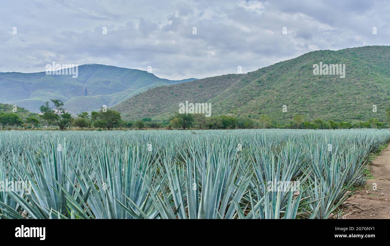 Blue agave plantation in the field to make tequila Stock Photo - Alamy