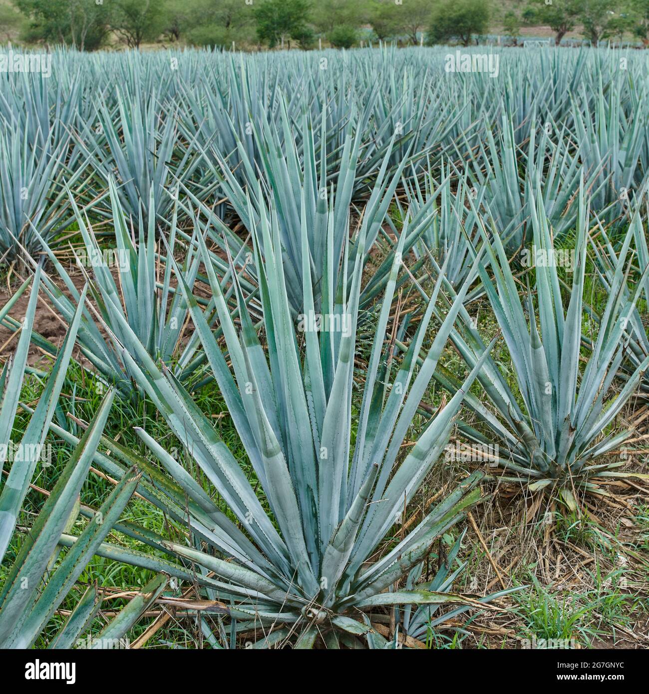 Blue agave plantation in the field to make tequila Stock Photo - Alamy