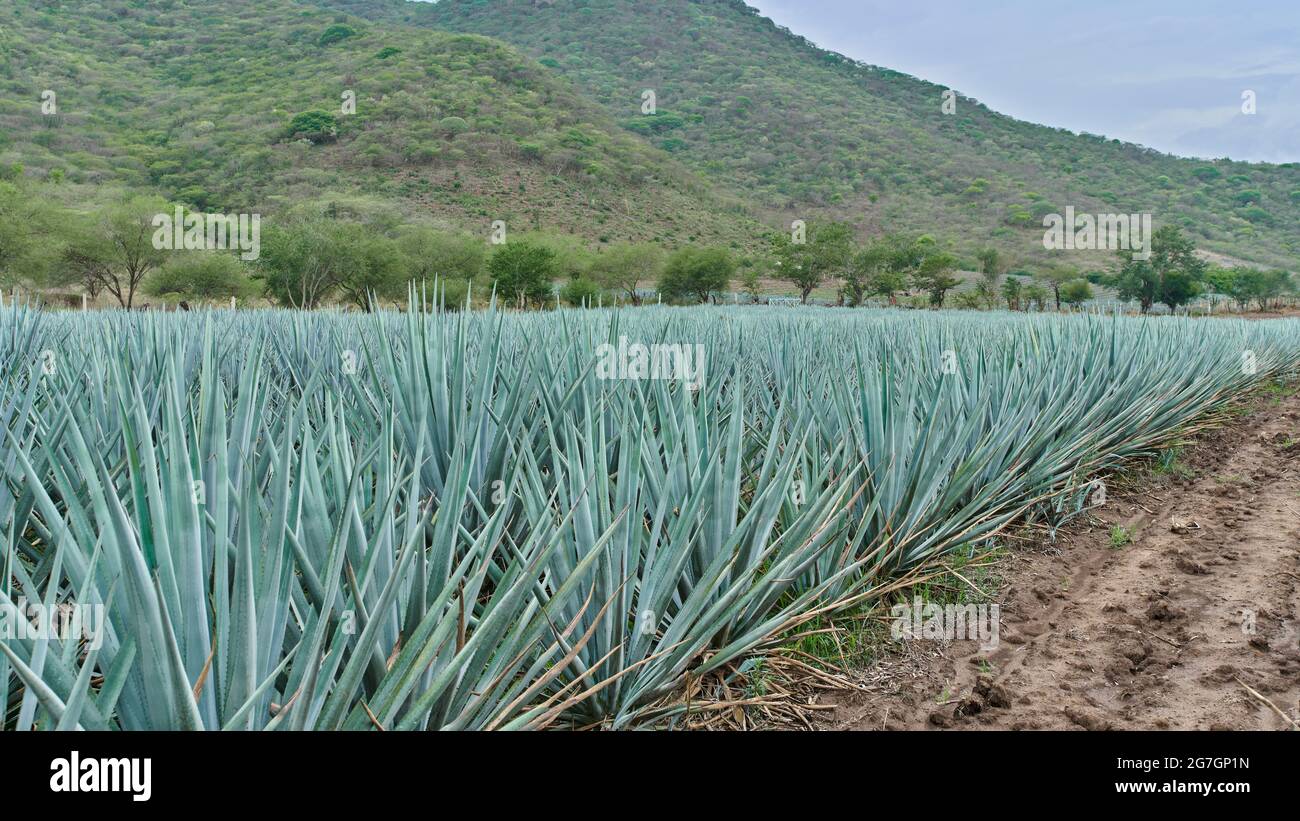Blue agave plantation in the field to make tequila Stock Photo - Alamy