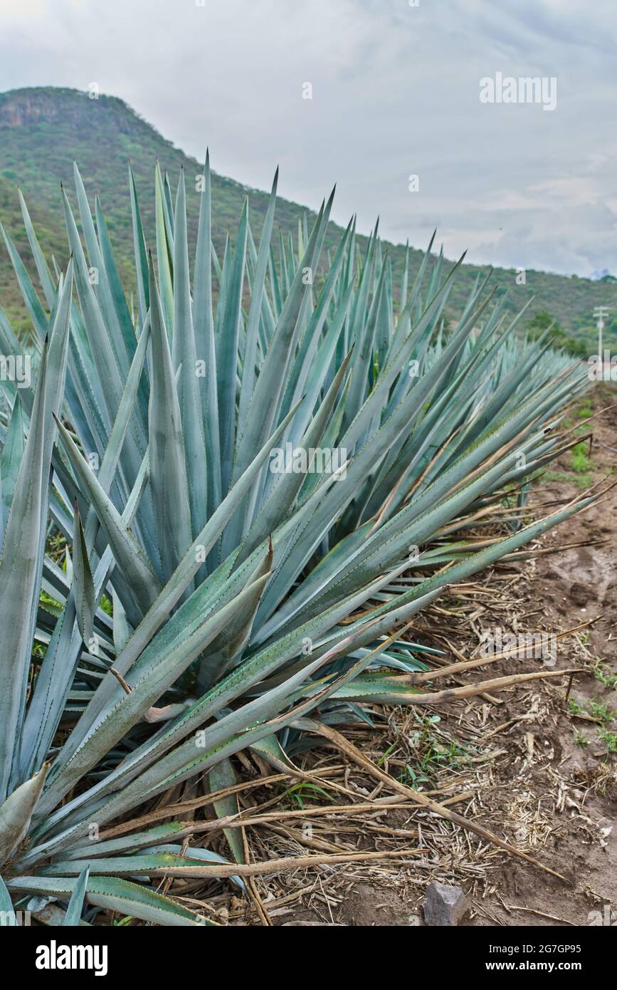 Blue agave plantation in the field to make tequila Stock Photo - Alamy