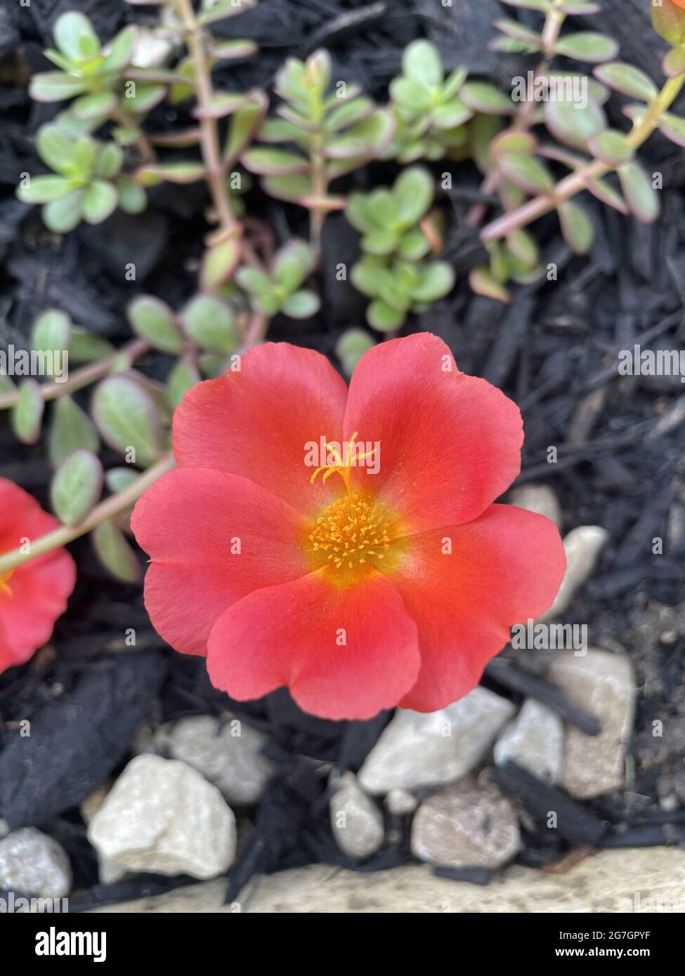 LITTLE RED FLOWER IN BLOOM Stock Photo - Alamy