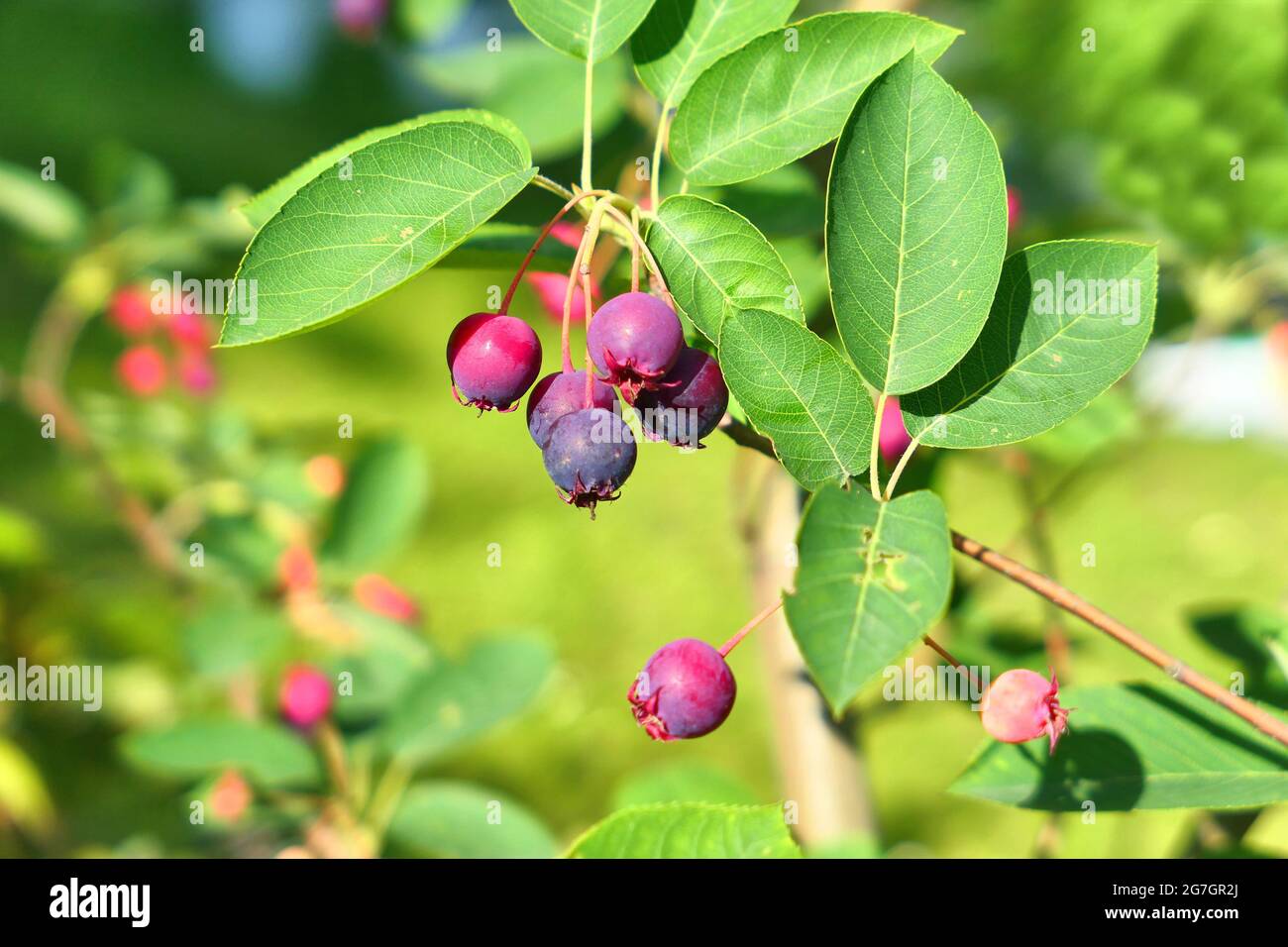 Saskatoon berries sweet purple fruits. Amelanchier tree branch Stock ...