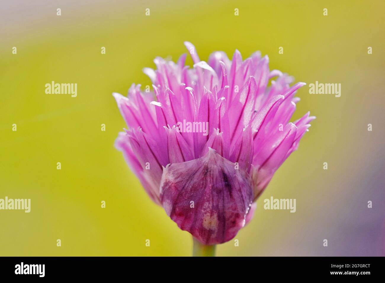 chives, sand leek (Allium schoenoprasum), inflorescence, Germany Stock ...