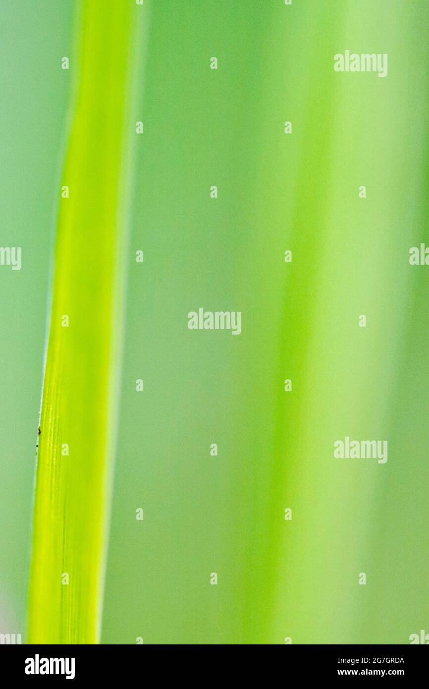 grass leaf in front of green background, Germany Stock Photo - Alamy