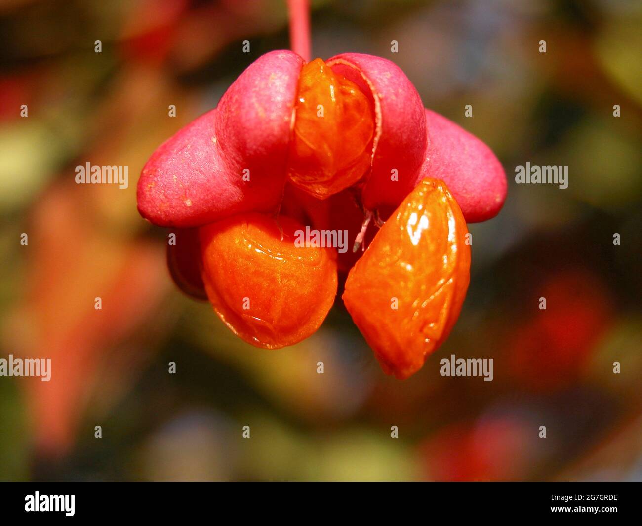 Spindle tree seed hi-res stock photography and images - Alamy