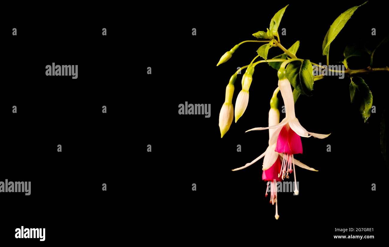 Fuchsia spec. (Fuchsia spec.), flowers against black background Stock ...