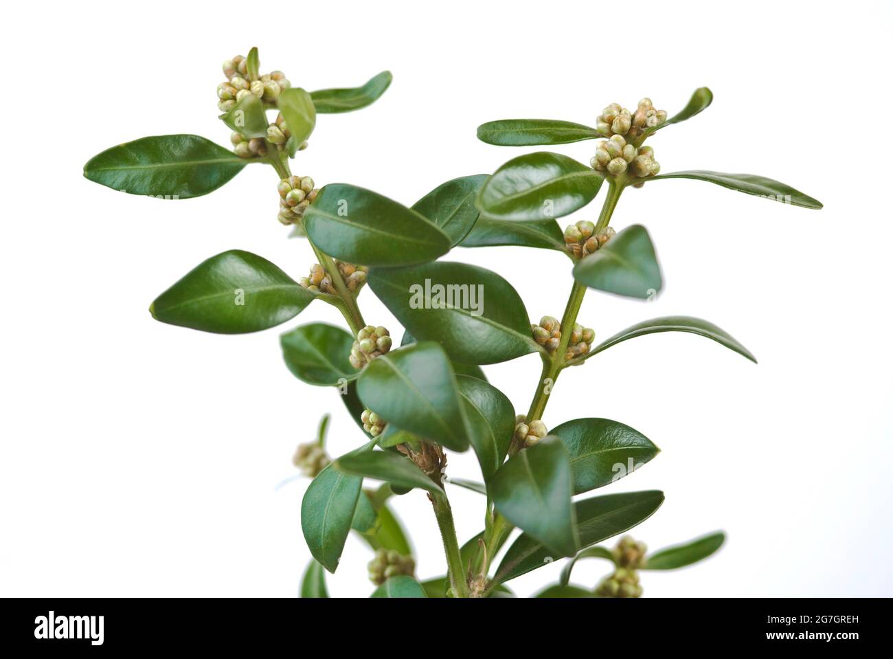 Common box, Boxwood (Buxus sempervirens), branch with flower buds ...