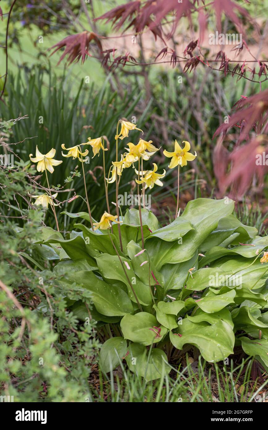 fawn lily, trout lily, dog's-tooth violet, adder's tongue (Erythronium ...
