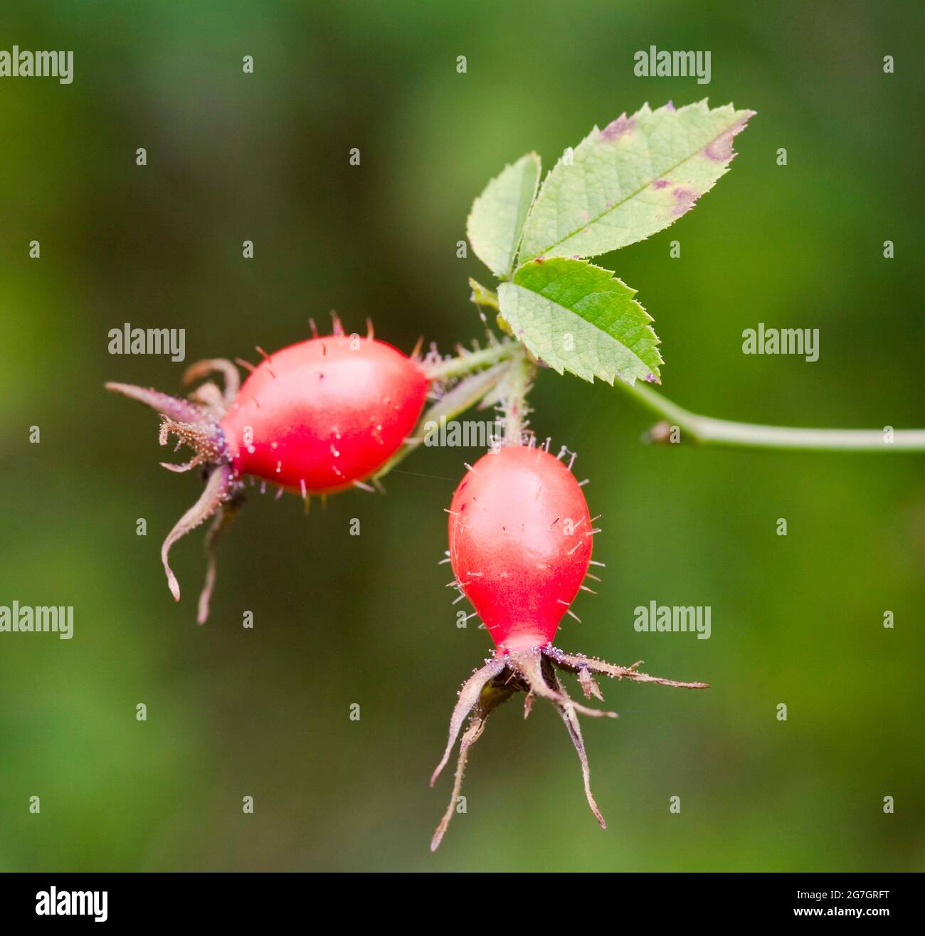 Rosehips branches hi-res stock photography and images - Alamy