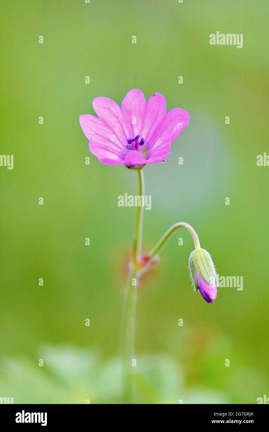Dovefoot geranium, Dove's-foot Crane's-bill (Geranium molle), flower ...