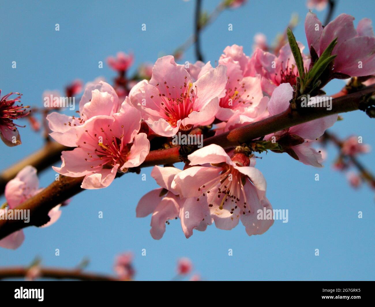 peach (Prunus persica), blooming peach twig, Austria Stock Photo - Alamy