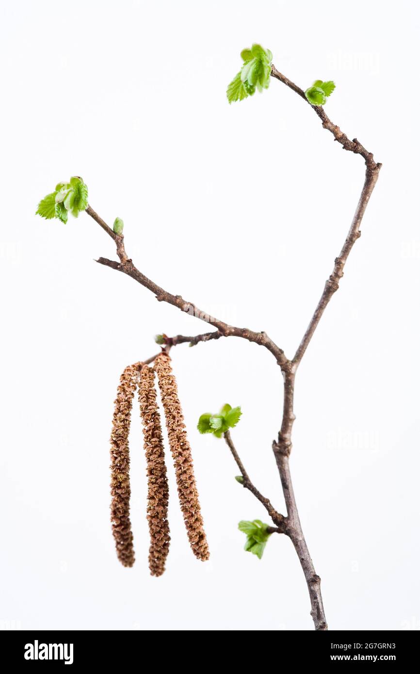 Common hazel (Corylus avellana), twig with male catkins, cut-out Stock ...