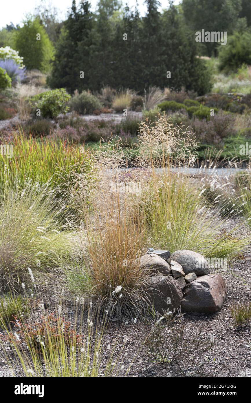tufted hair-grass (Deschampsia cespitosa), blooming, Palava Stock Photo ...