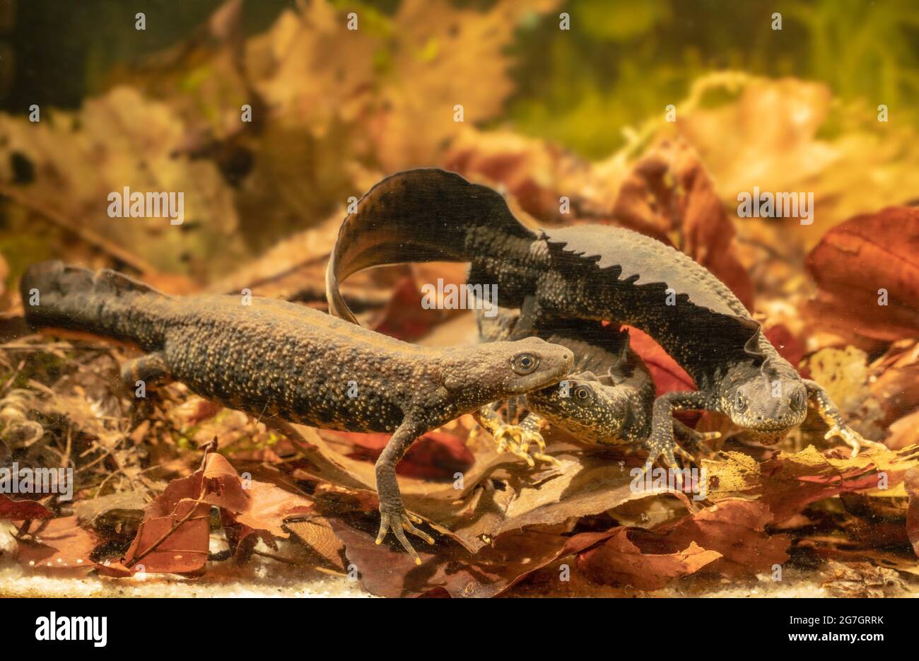 warty newt, crested newt, European crested newt (Triturus cristatus ...