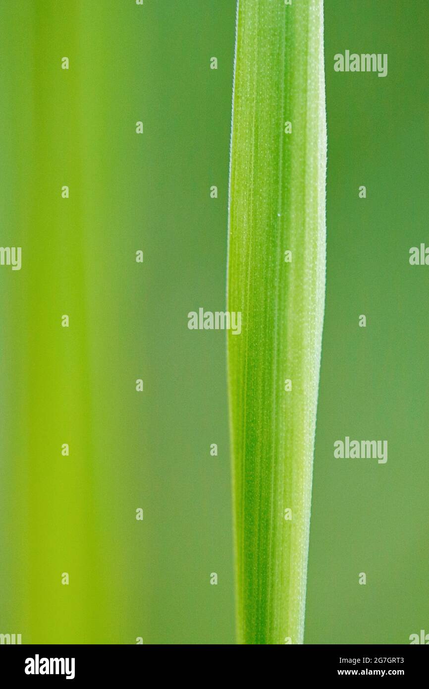 grass leaf in front of green background, Germany Stock Photo - Alamy