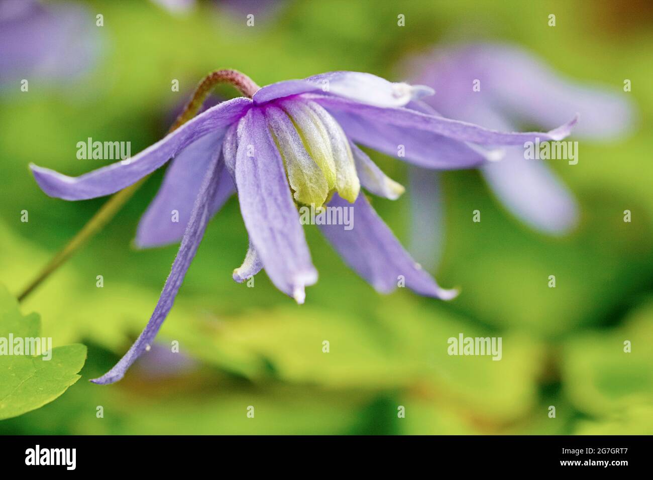 Alpine clematis (Clematis alpina), flower Stock Photo - Alamy