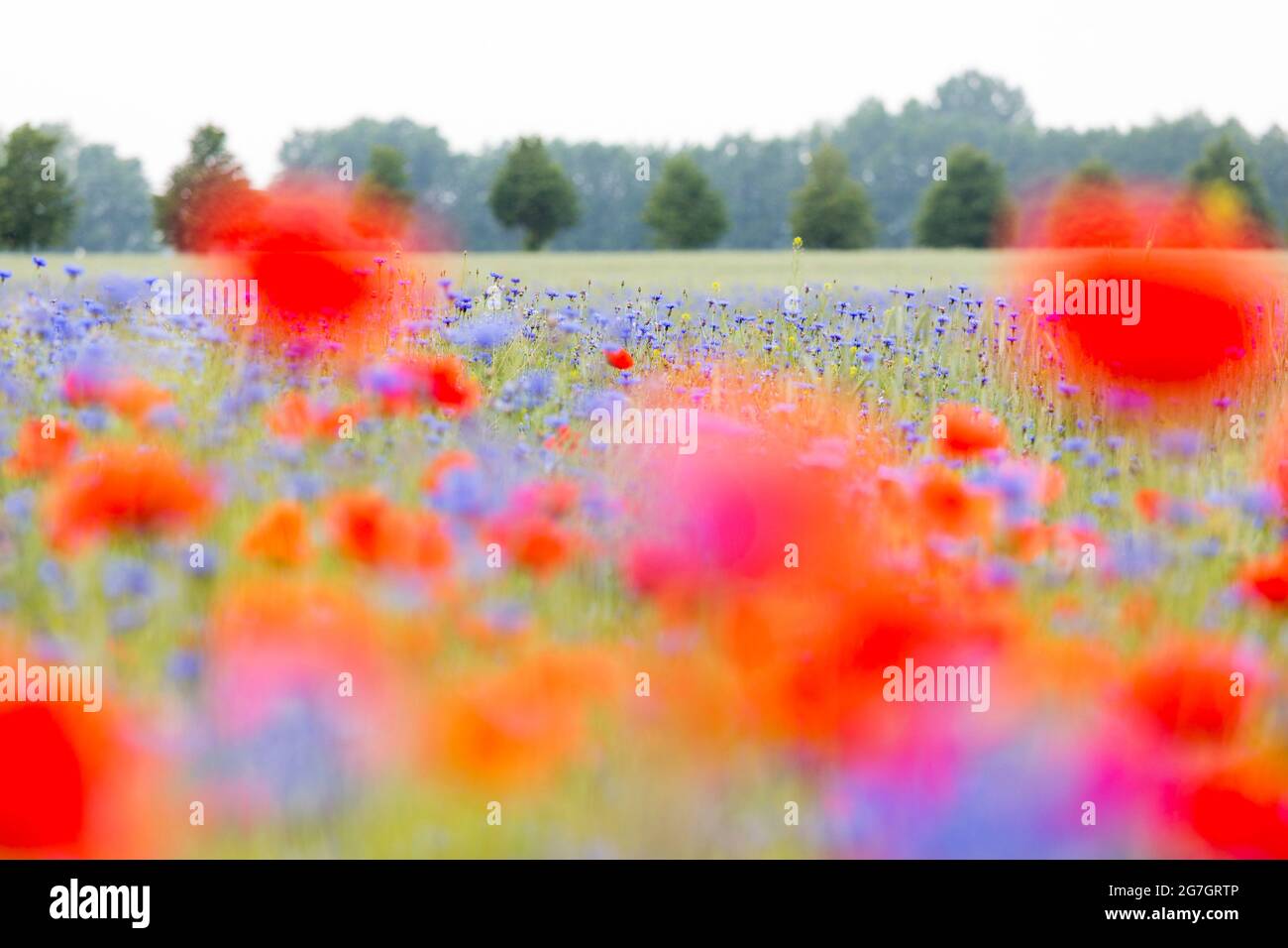 Corn flowers hi-res stock photography and images - Alamy