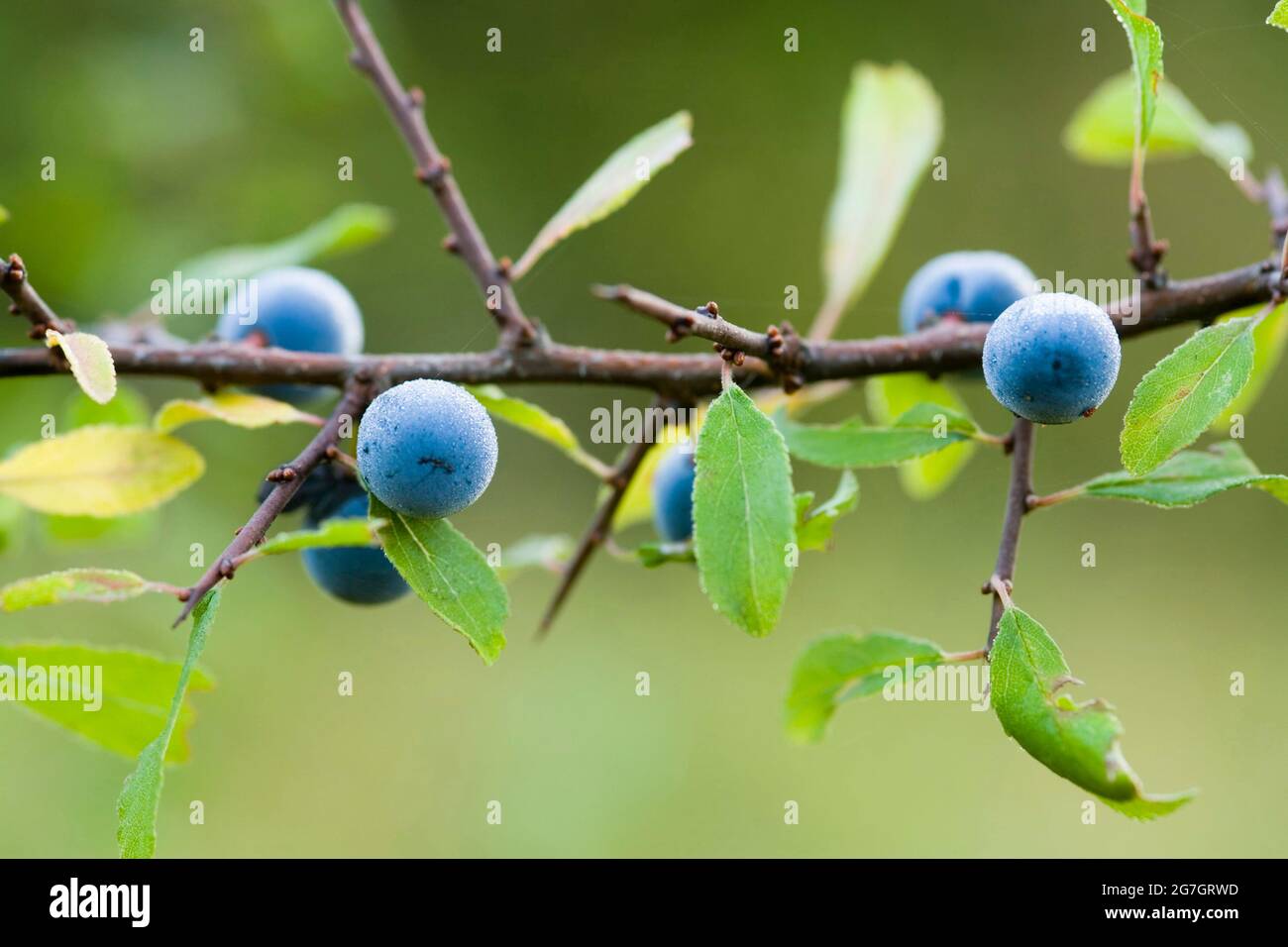 blackthorn, sloe (Prunus spinosa), branch with fruits Stock Photo - Alamy