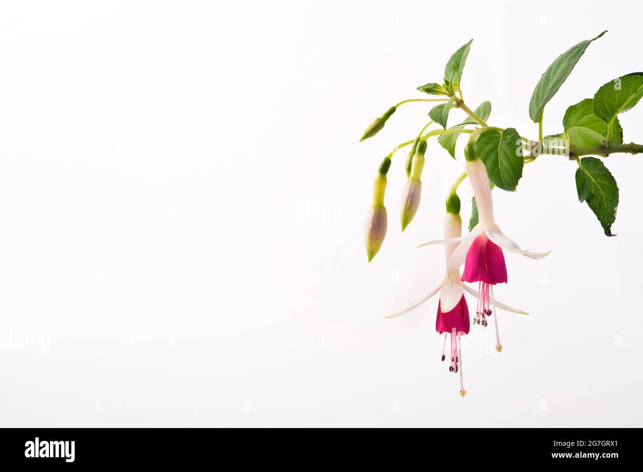 Fuchsia spec. (Fuchsia spec.), flowers, cutout Stock Photo - Alamy